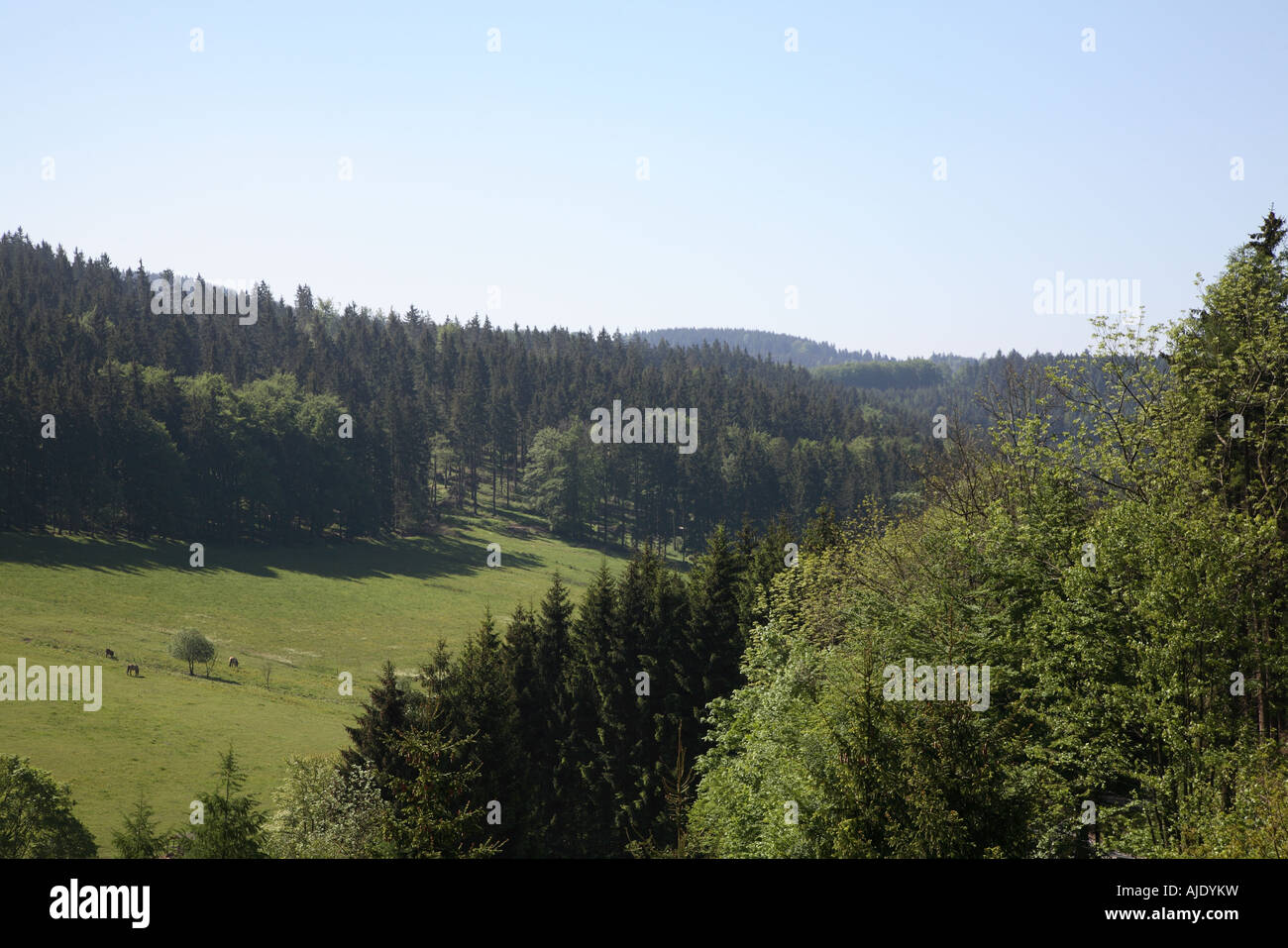 Thueringen Thuringia Thueringer Wald Wood Stock Photo - Alamy