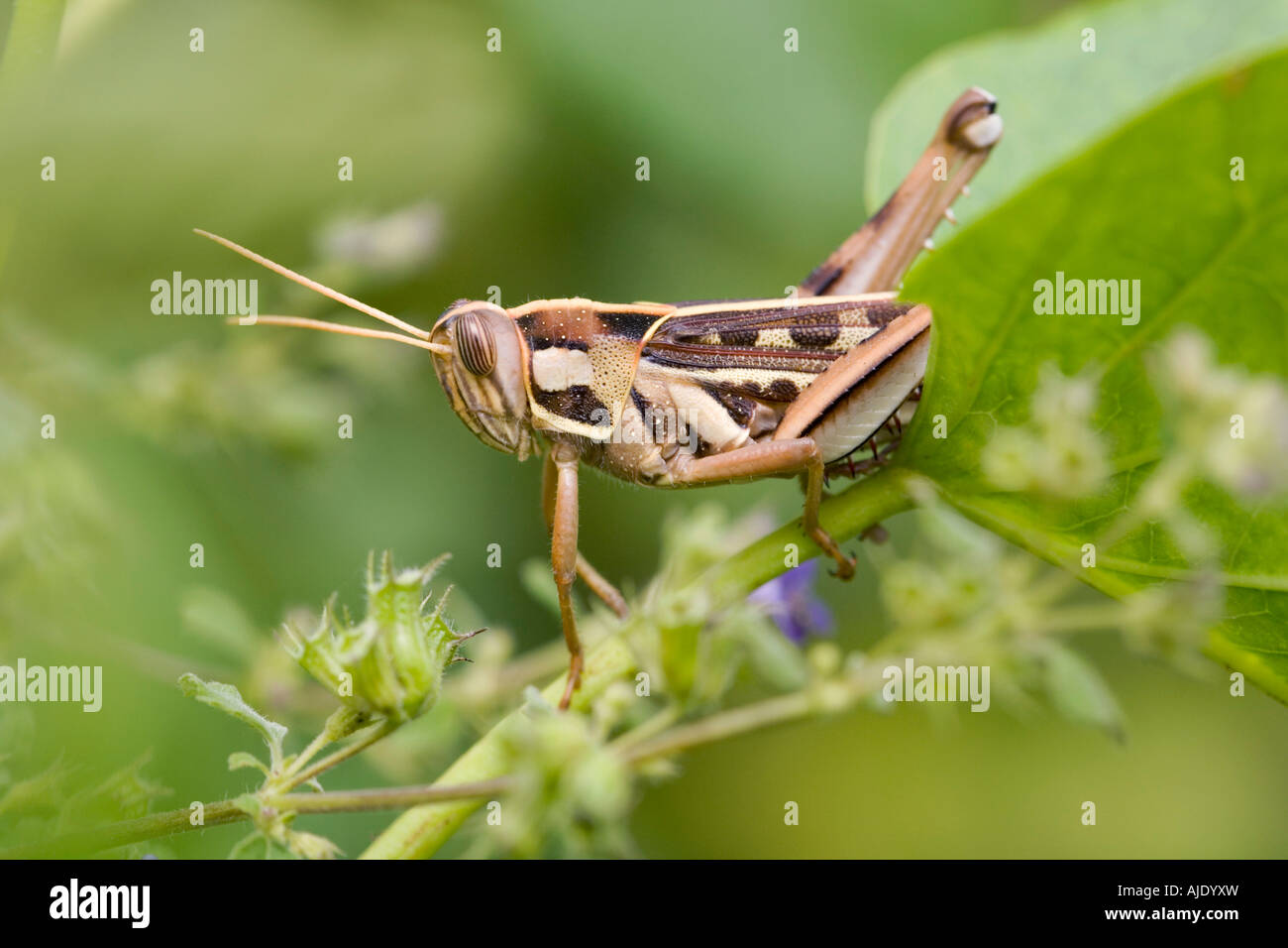 Indian insect pest hi-res stock photography and images - Alamy