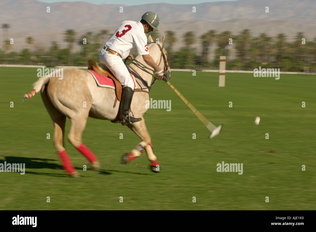 Polo Player leaning down from polo pony, Advancing Ball on polo field ...