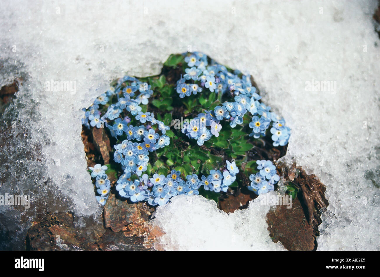 Forget me not flowers Myosotis Altai Russia Stock Photo - Alamy