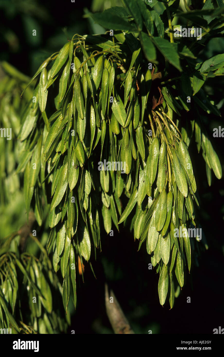 Immature ash keys at the end of June Stock Photo - Alamy