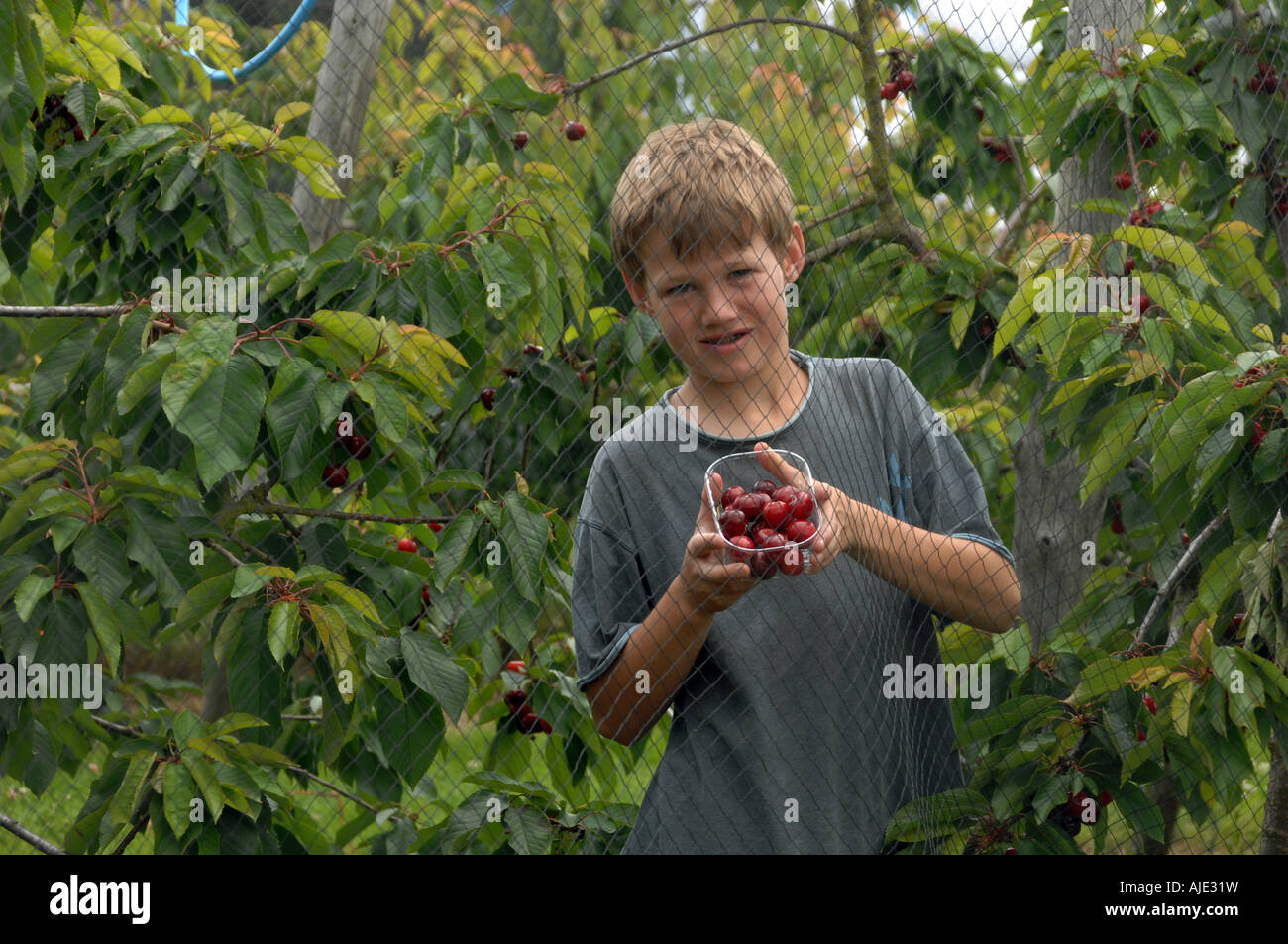 Pick Your Own Stock Photo - Alamy