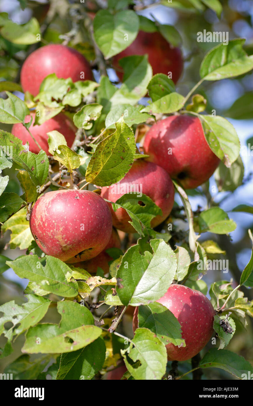 Apple tree These are organic apples Stock Photo - Alamy