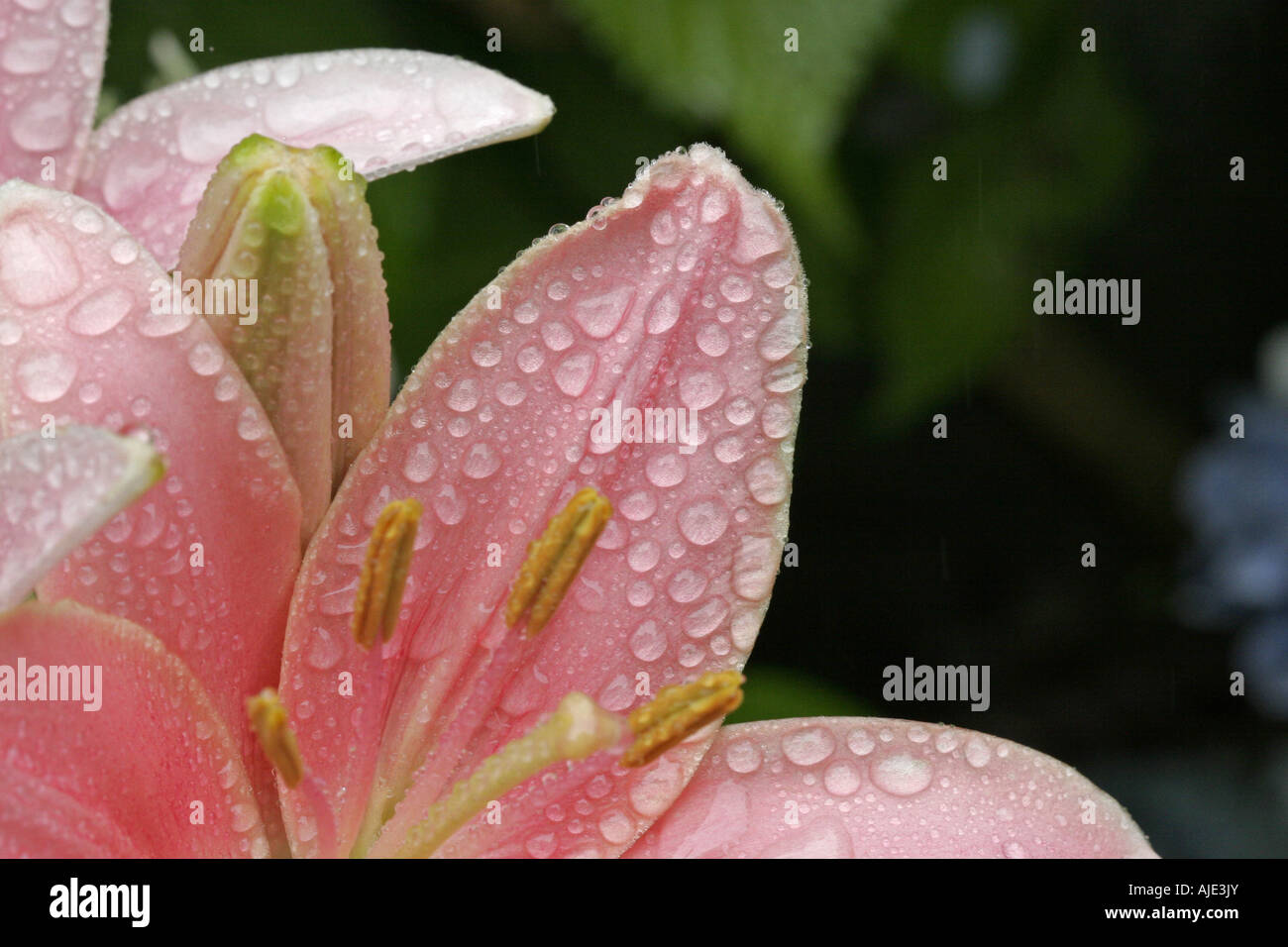 Raindrops on Lily in the garden of Takahatafudoson Kongoji Temple Tokyo ...