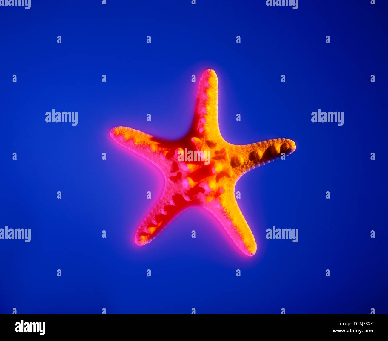 Deep sea starfish hi-res stock photography and images - Alamy