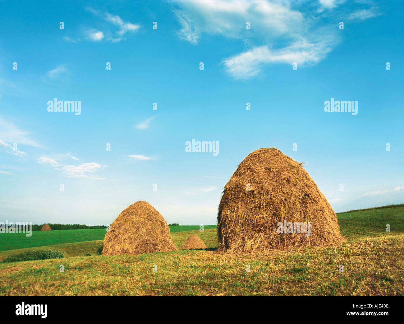 Haystacks in a meadow Altai Russia Stock Photo - Alamy
