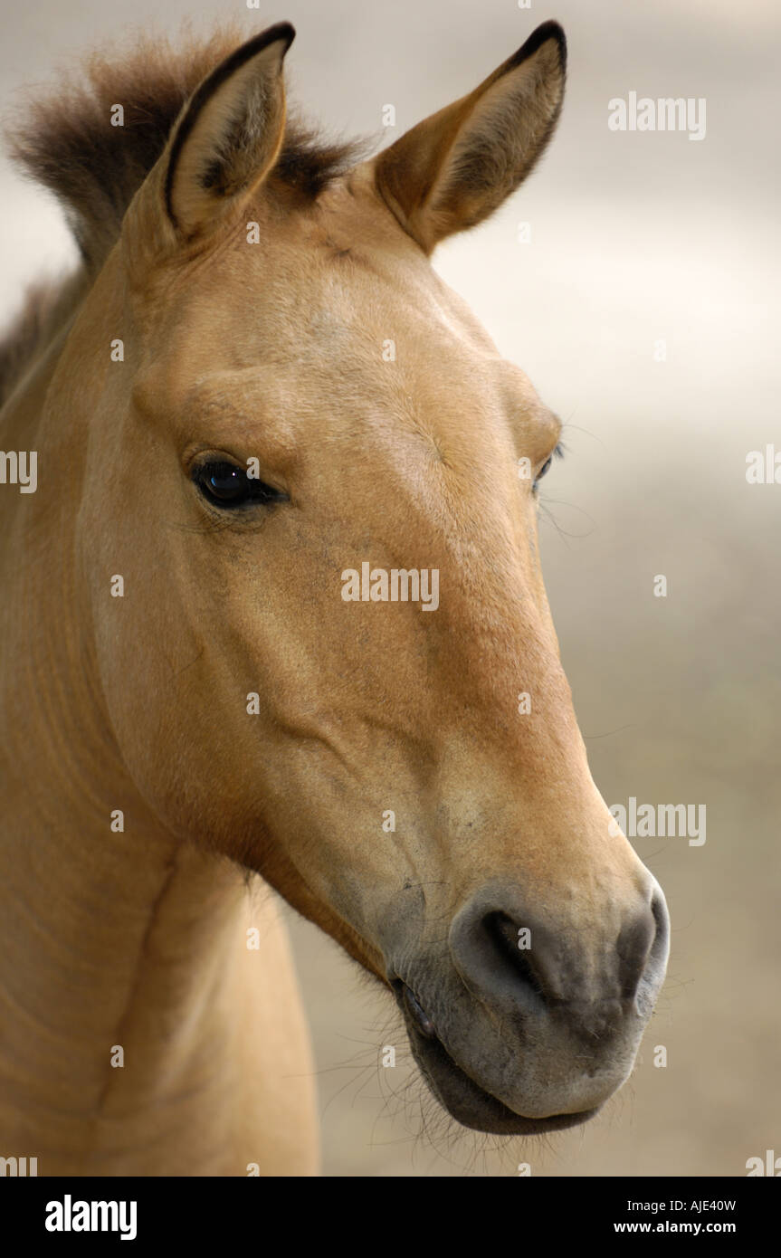 Equus caballus Przewalski horse close up of a head Stock Photo - Alamy