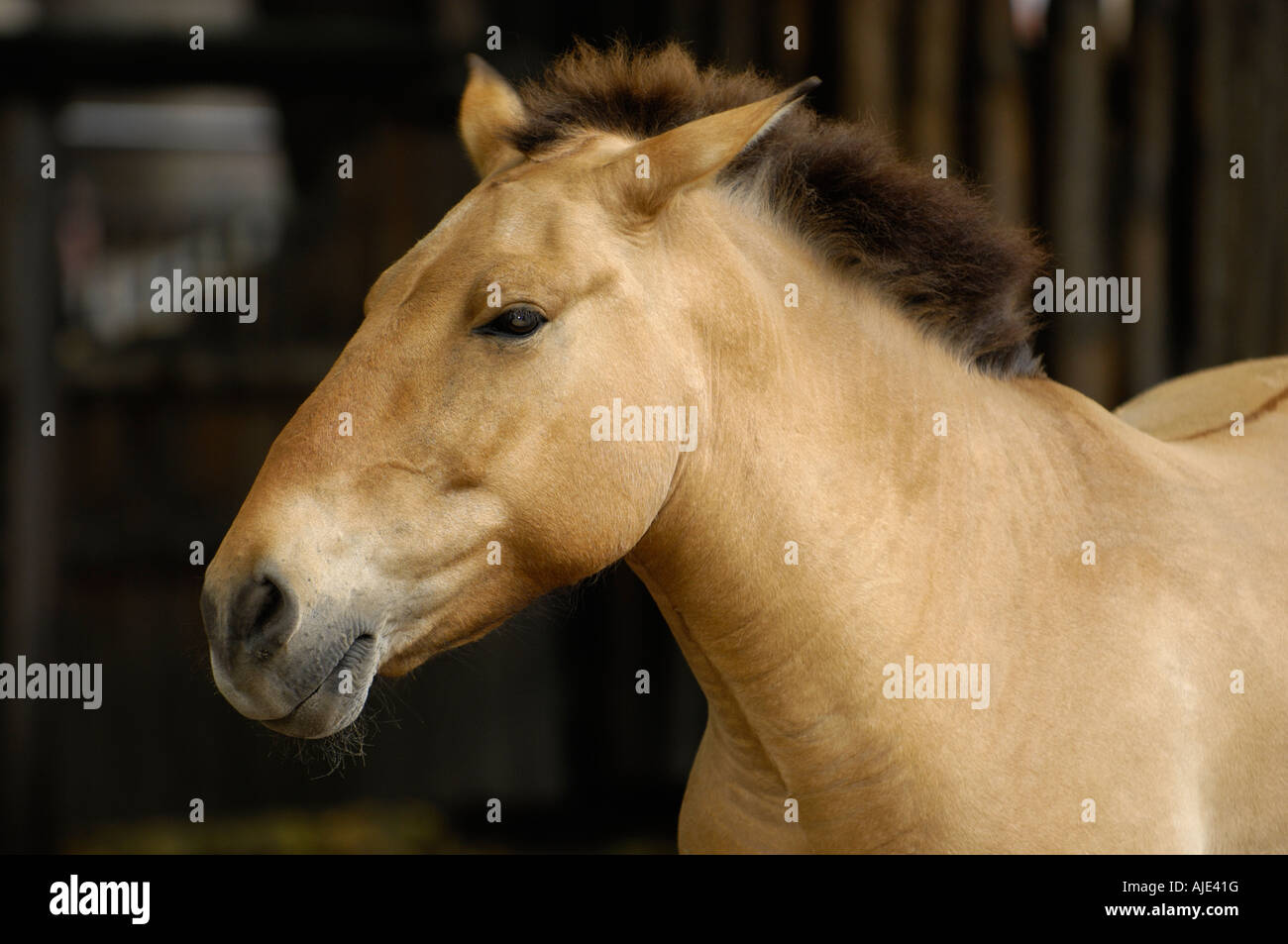 Equus caballus hi-res stock photography and images - Alamy