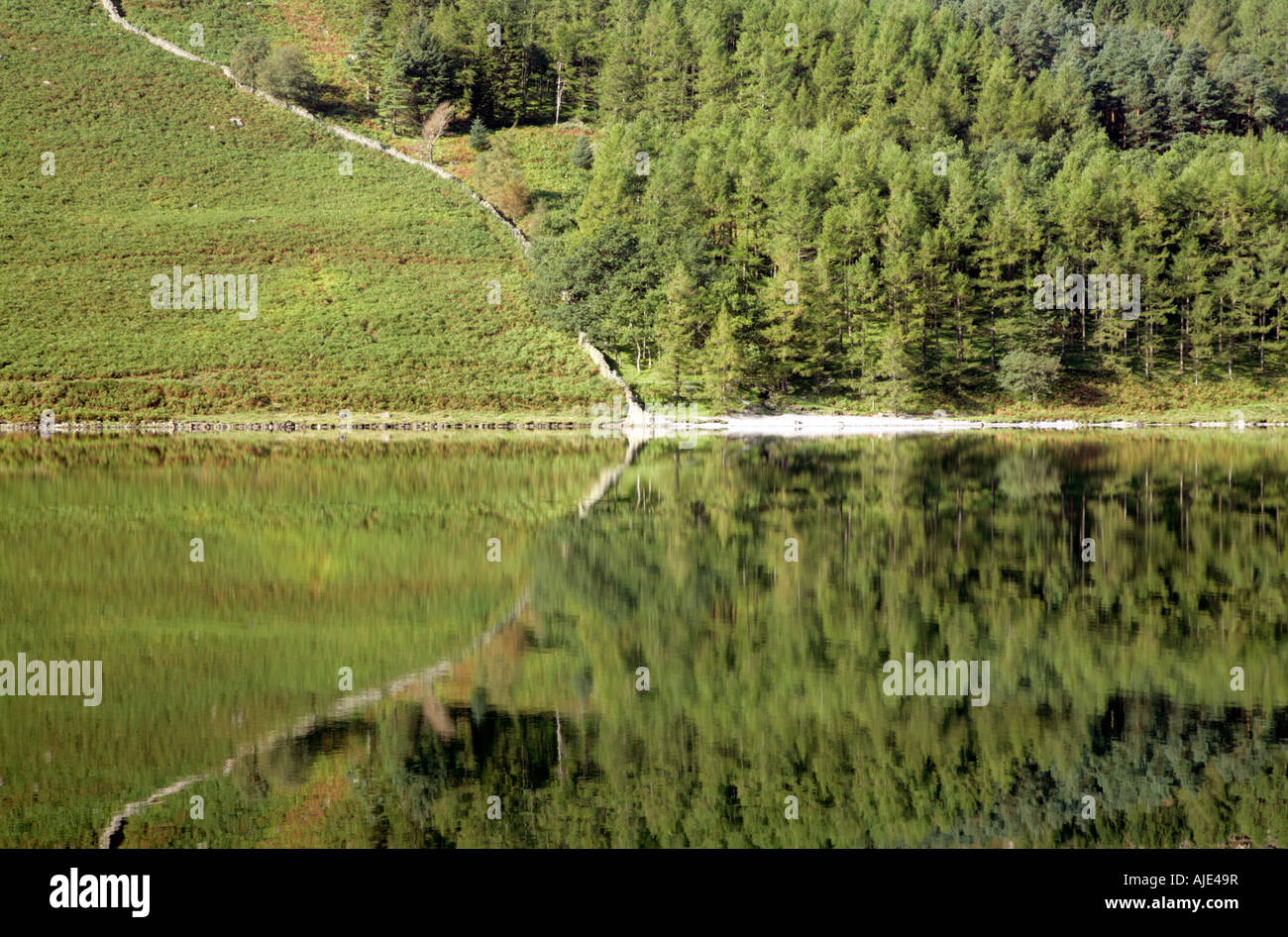 Burtness Wood reflected in Buttermere, Lake District National Park ...