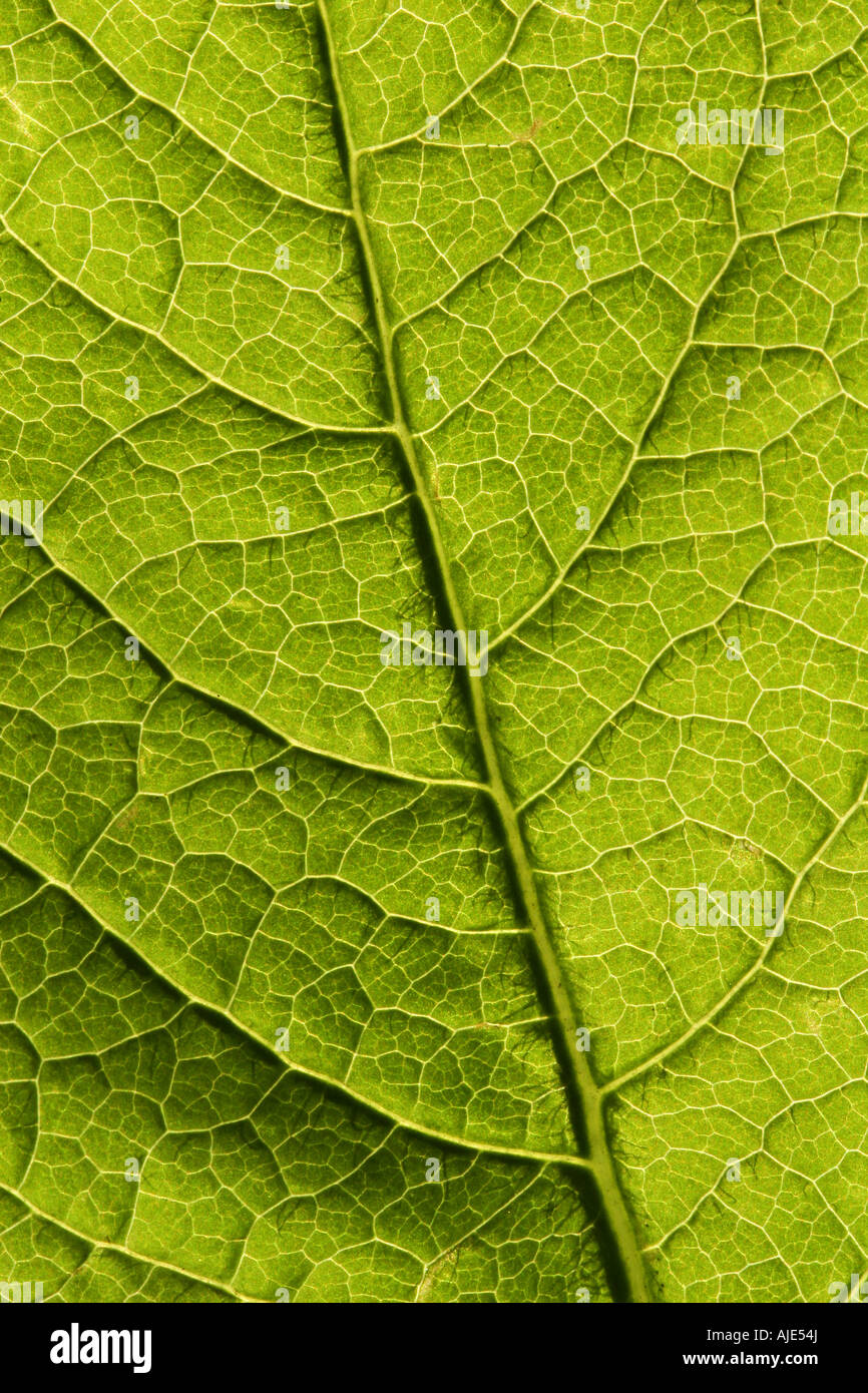 Veins in leaf backdrop hi-res stock photography and images - Alamy