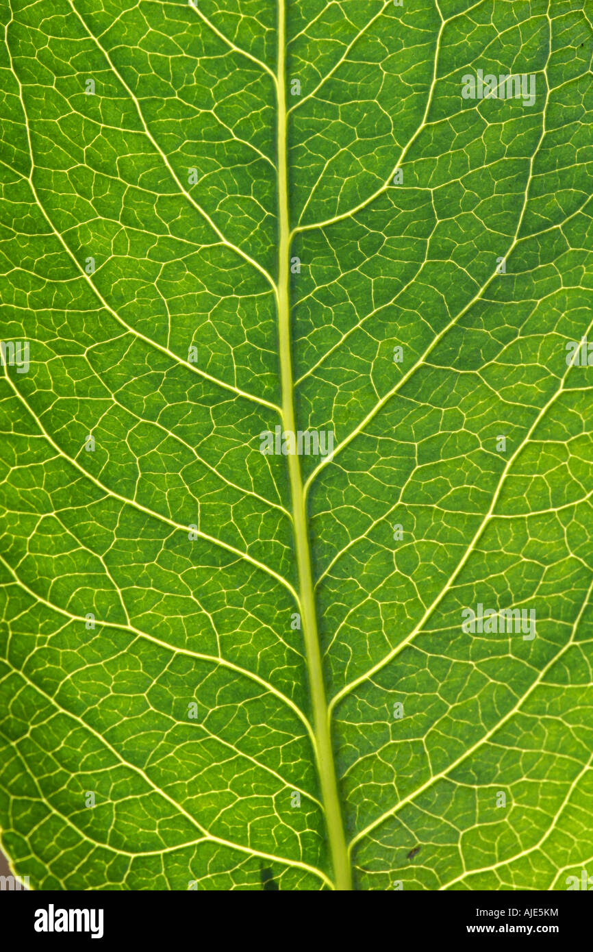 A macro of the veins in a tree leaf Stock Photo - Alamy