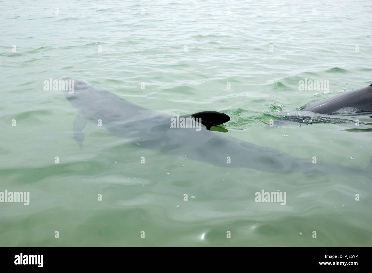 Bottlenose dolphin at Dolphin Discovery Centre, Koombana Bay, Bunbury ...