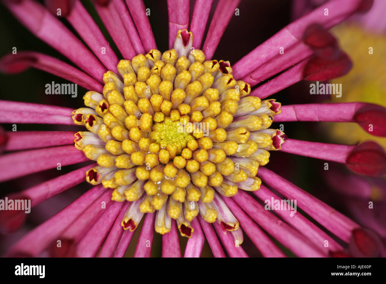 Pink round flower hi-res stock photography and images - Alamy
