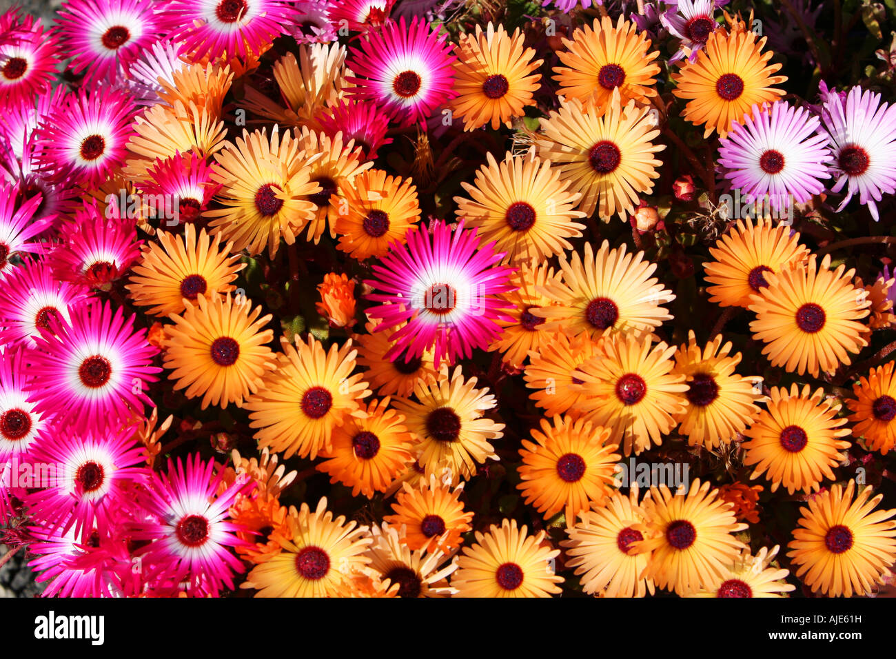 very colorful flowers in sunlight different colors mixing Stock Photo ...