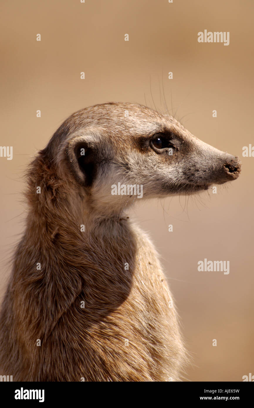 Meerkat profile hi-res stock photography and images - Alamy
