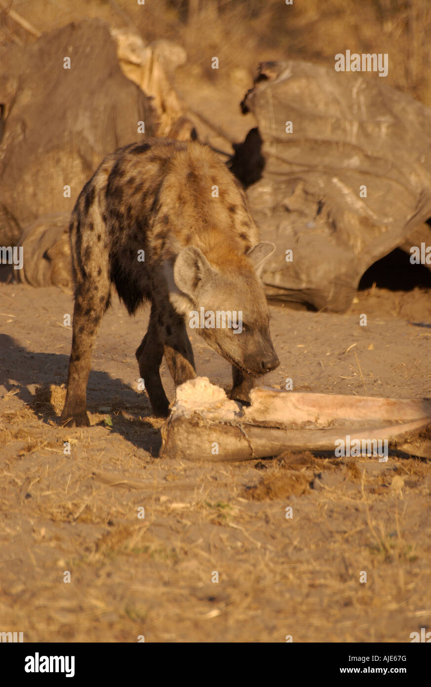 Hyena Eating Elephant