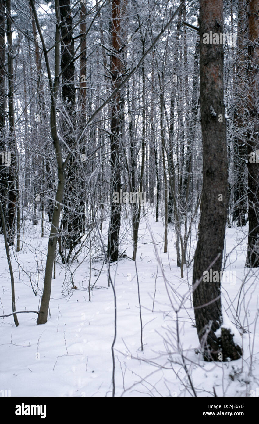 Woodland discovery hi-res stock photography and images - Alamy