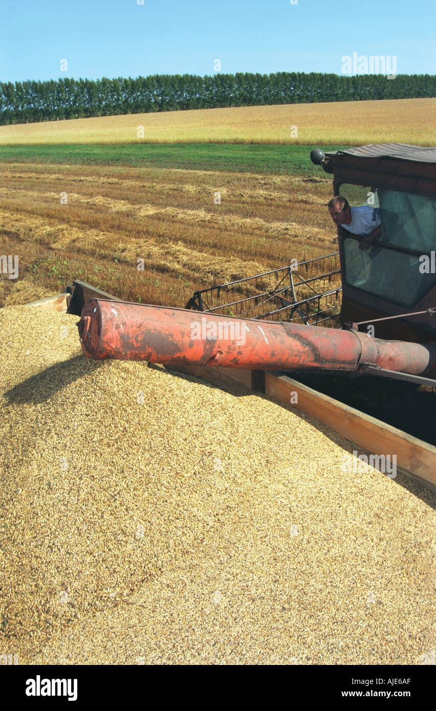 A combine is pouring grain into a lorry Stock Photo - Alamy