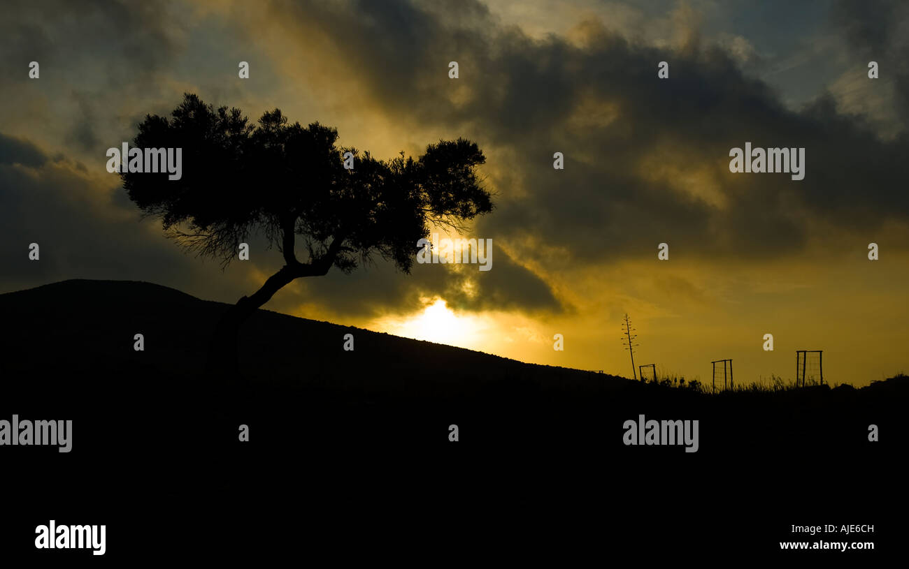 Sunset with silhouette of a Spanish olive tree with dramatic clouds in ...