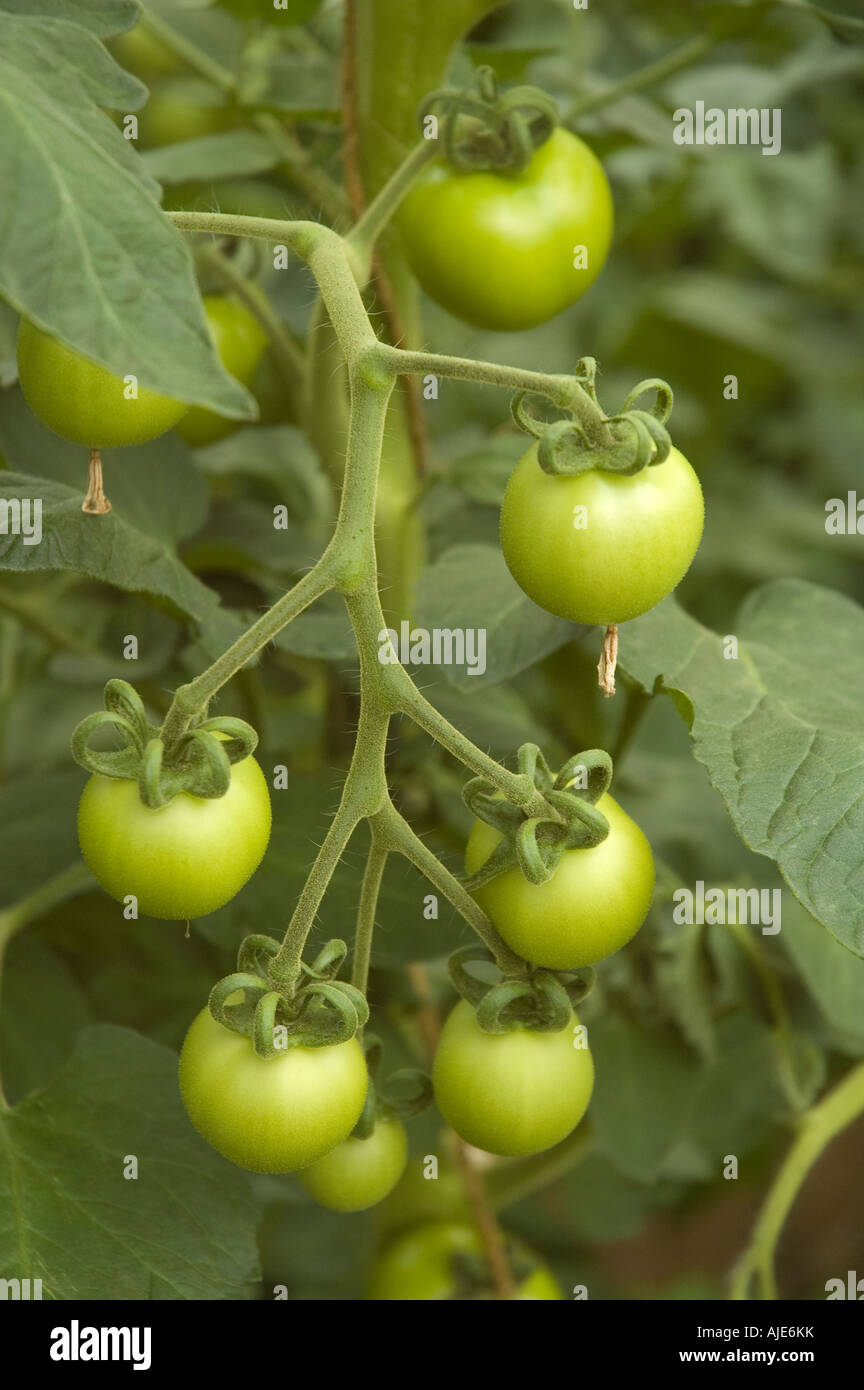 Eight tomatoes hi-res stock photography and images - Alamy