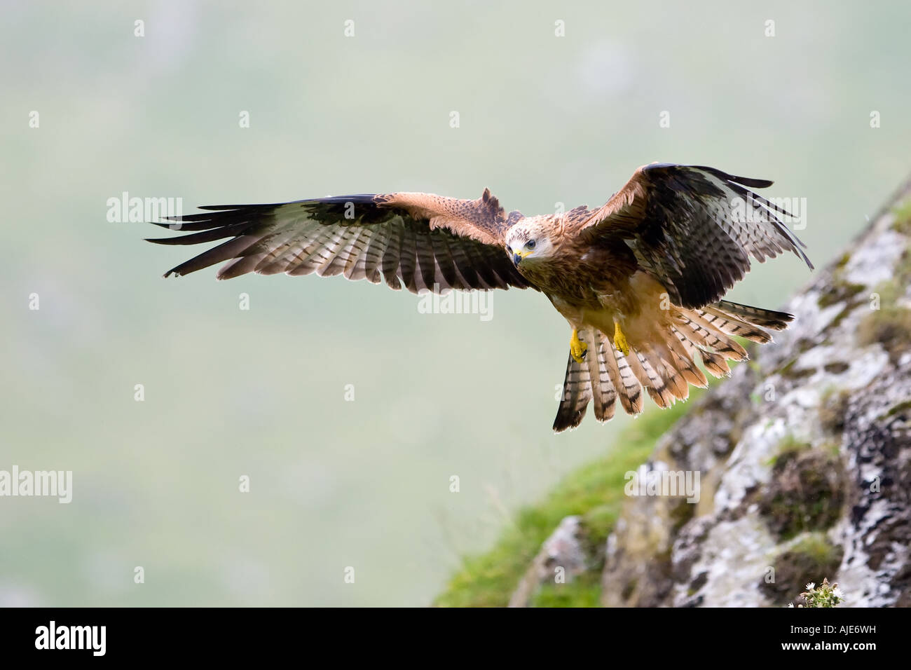 RED KITE Milvus Milvus Stock Photo - Alamy