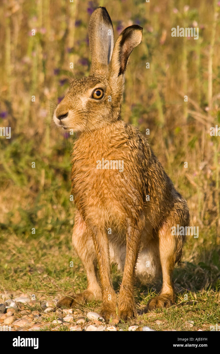 BROWN HARE Lepus capensis Stock Photo - Alamy