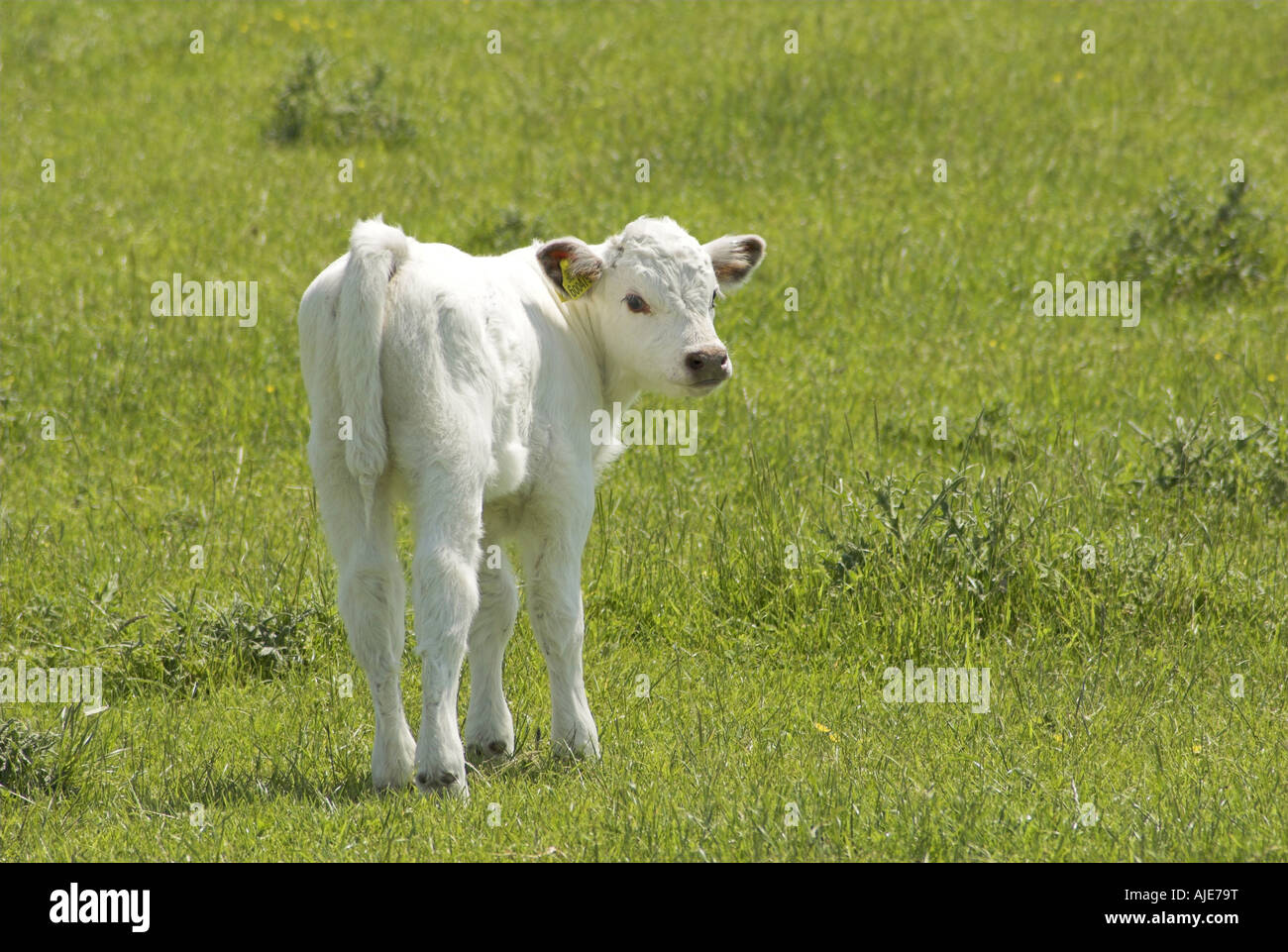 A White calf in mid-day sun Stock Photo - Alamy