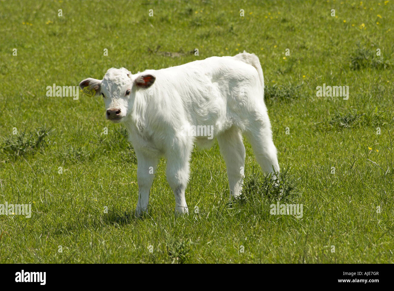 A White calf in mid-day sun Stock Photo - Alamy