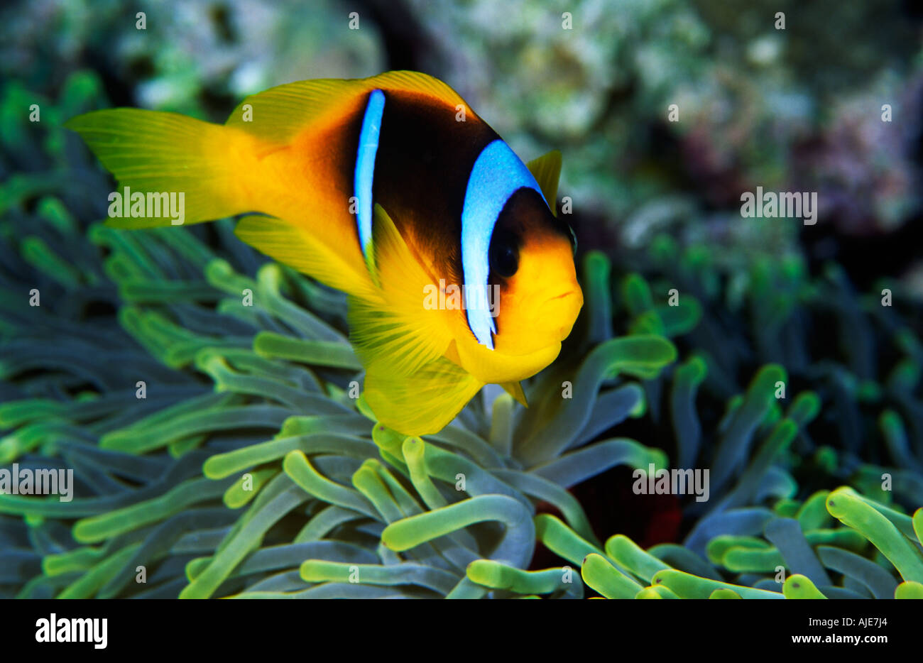Twobar Anemonefish (Amphiprion bicinctus) in the Southern Red Sea Stock ...