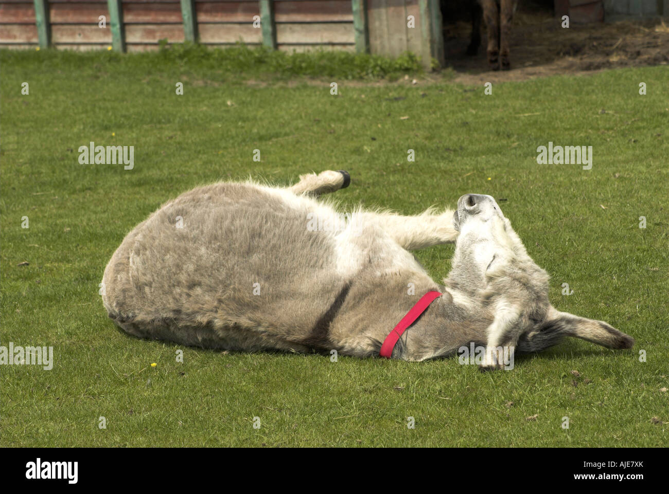 Donkey roll hi-res stock photography and images - Alamy