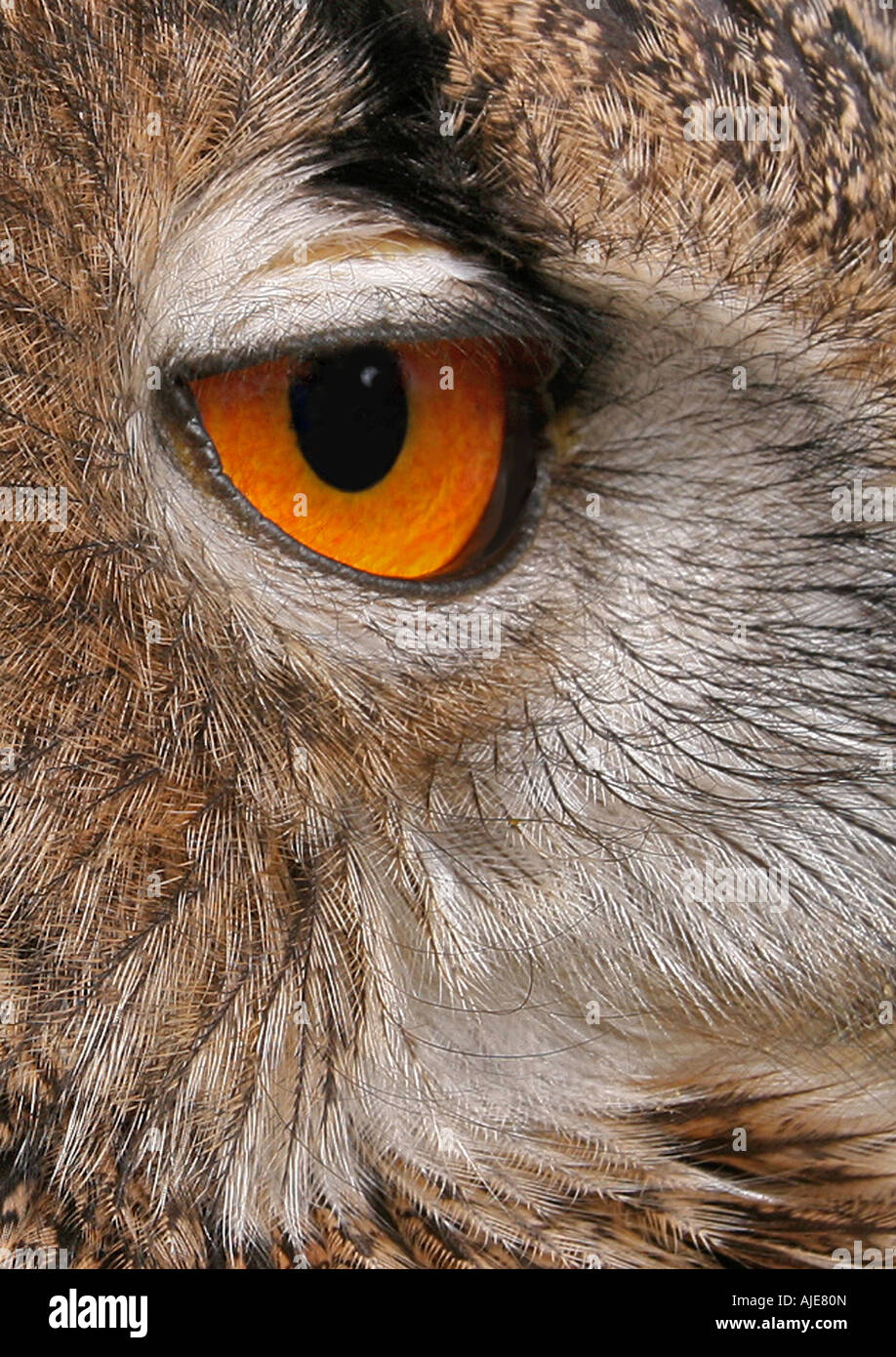 European Giant (or Great) Eagle Owl - Eye Stock Photo - Alamy