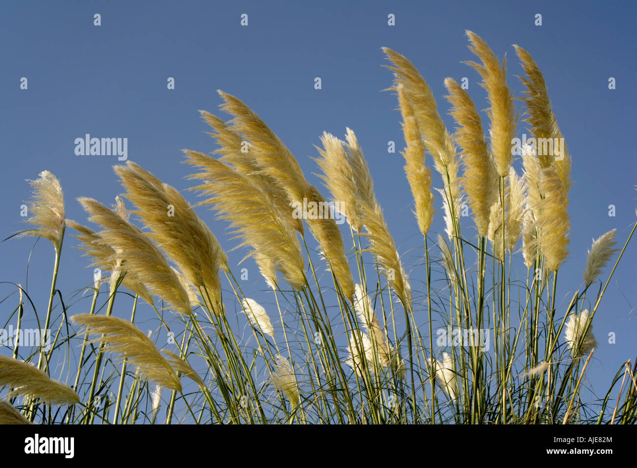 Pampers grass hi-res stock photography and images - Alamy
