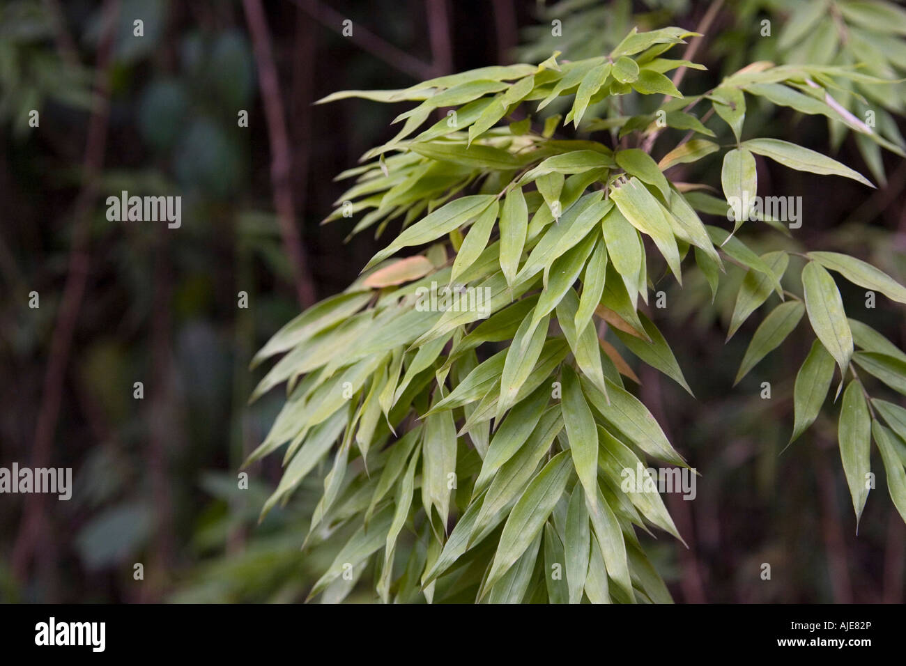 Vine-like bamboo. Metropolitan Natural Park. Republic of Panama ...