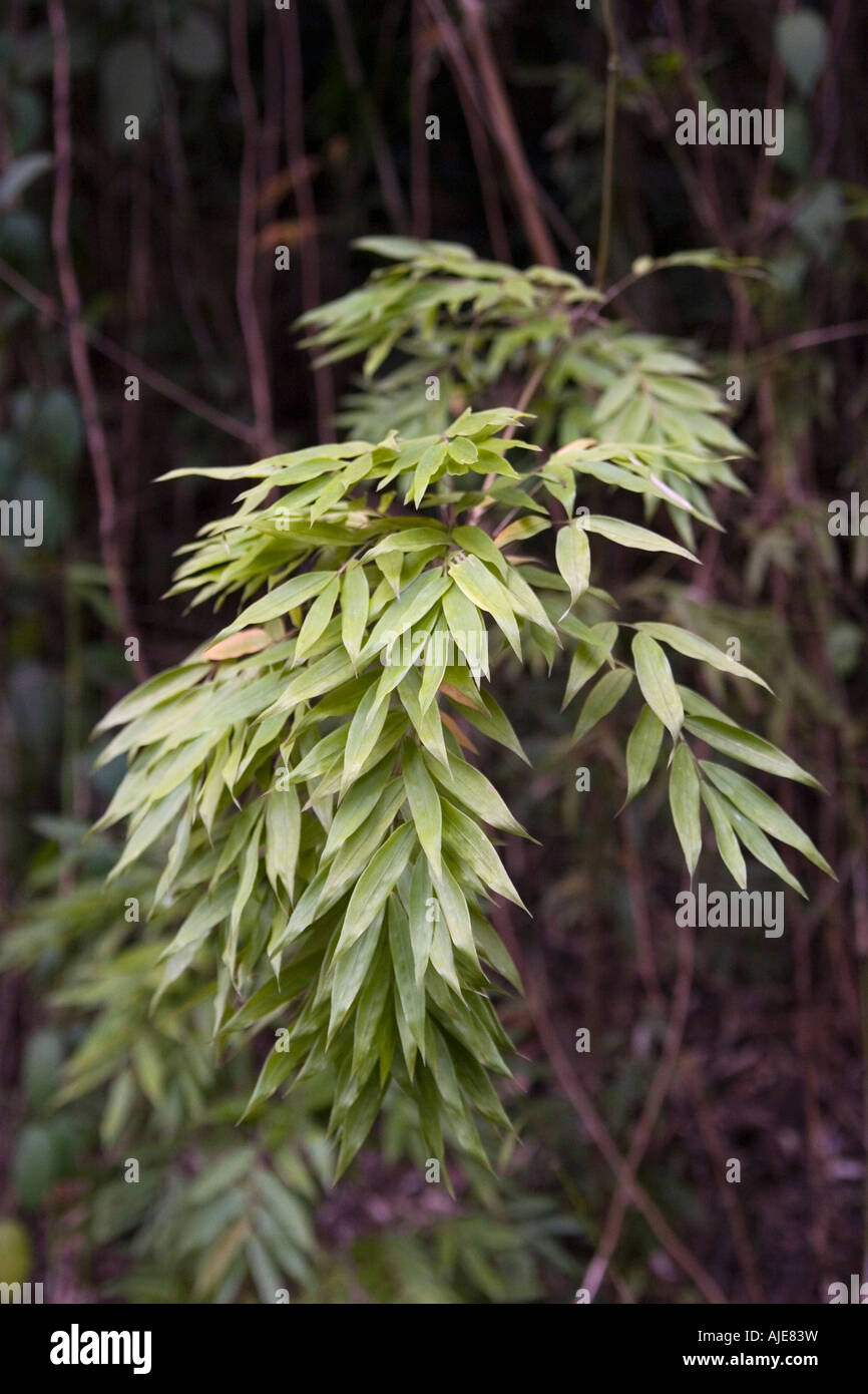 Vine like bamboo. Metropolitan Natural Park. Republic of Panama ...