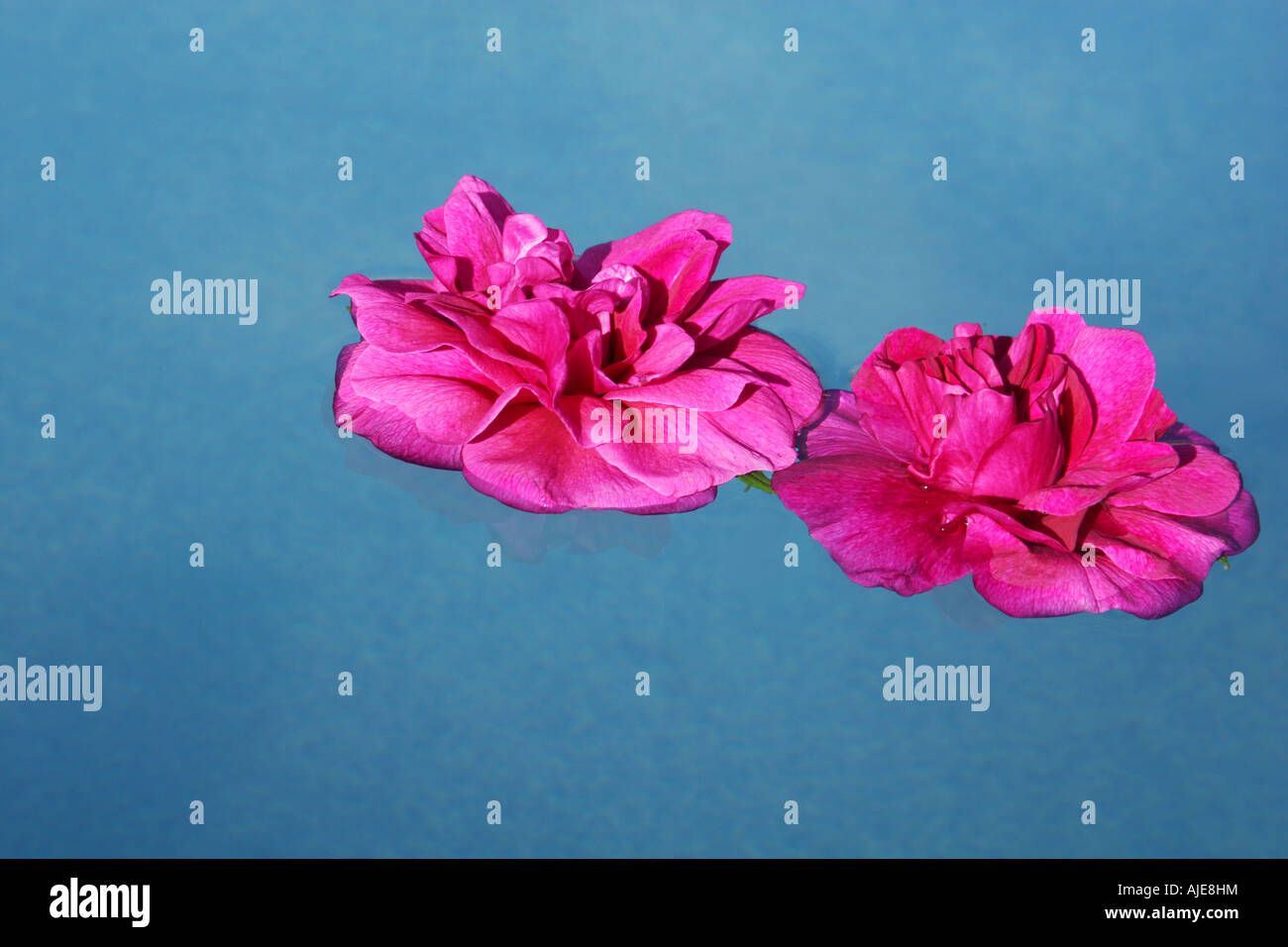 Two pink roses floating in blue water Stock Photo - Alamy