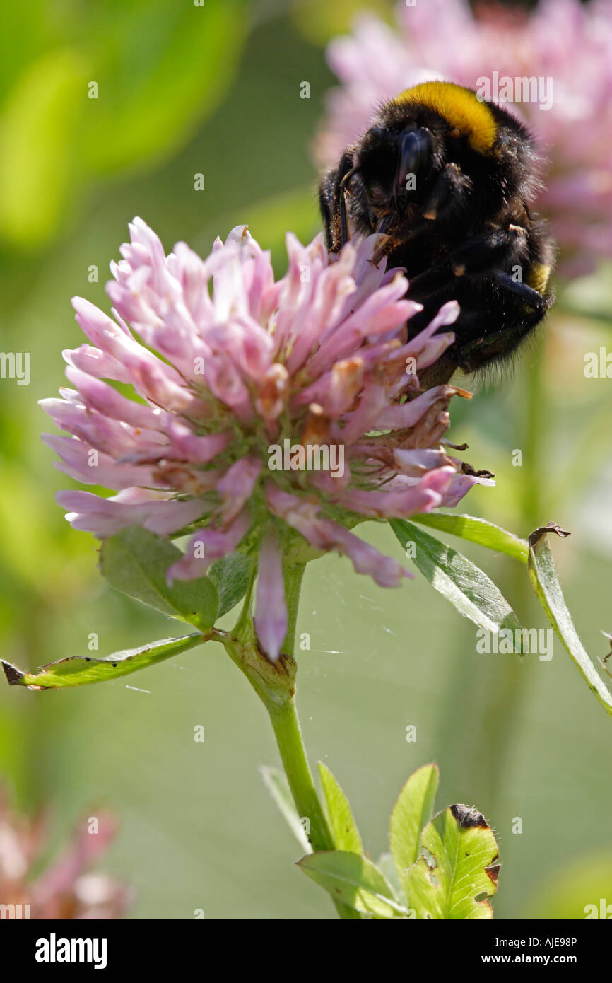 Common carder bee bumble clover hi-res stock photography and images - Alamy