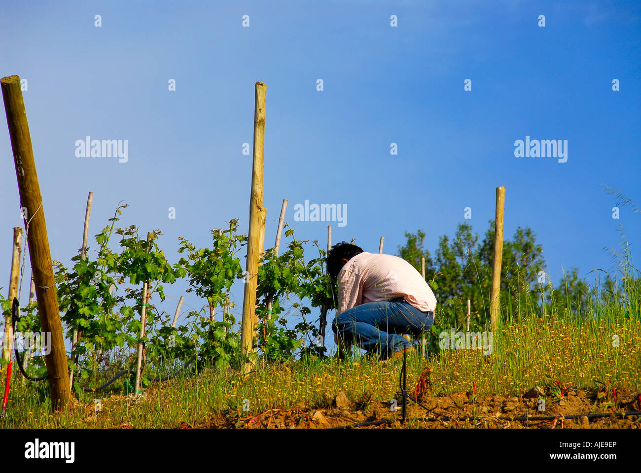 chile, Colchagua Valley, wine country, man working in vineyard, famous ...