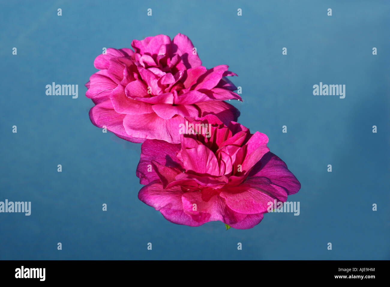 pink roses floating in blue water Stock Photo - Alamy