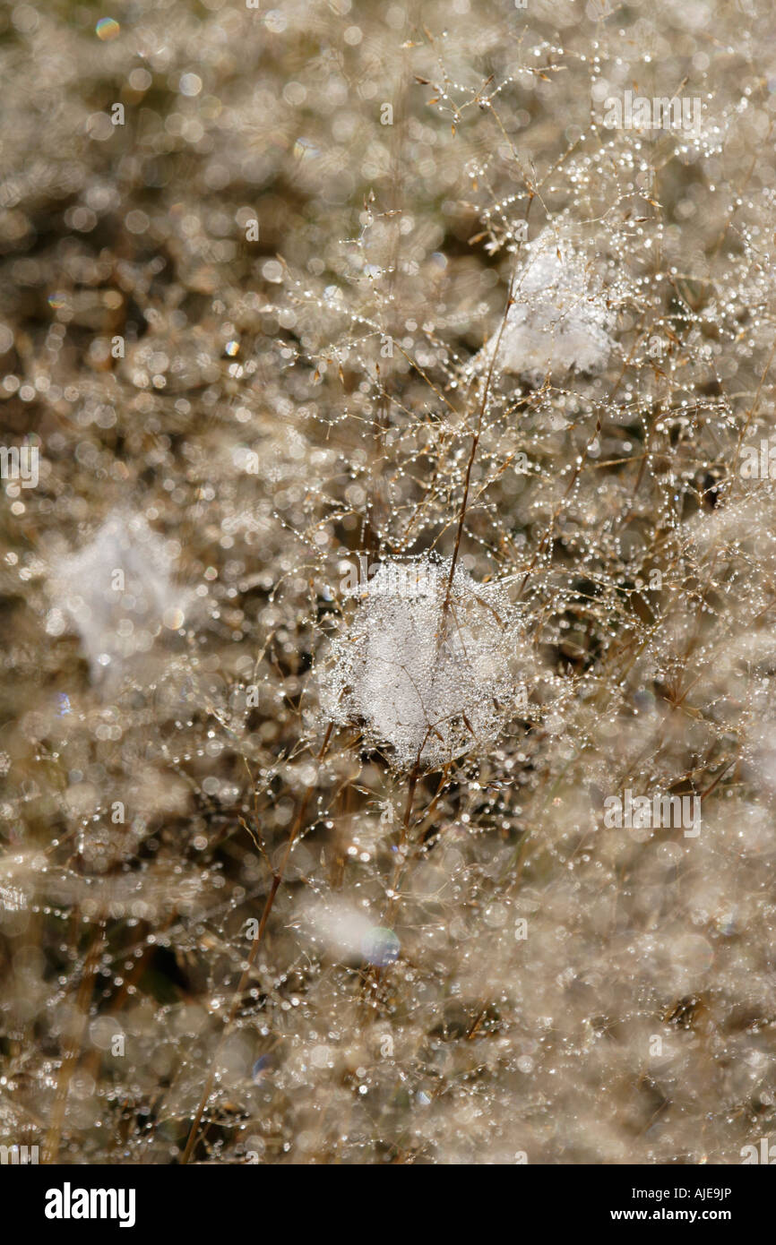 Spider Web in mist Stock Photo - Alamy