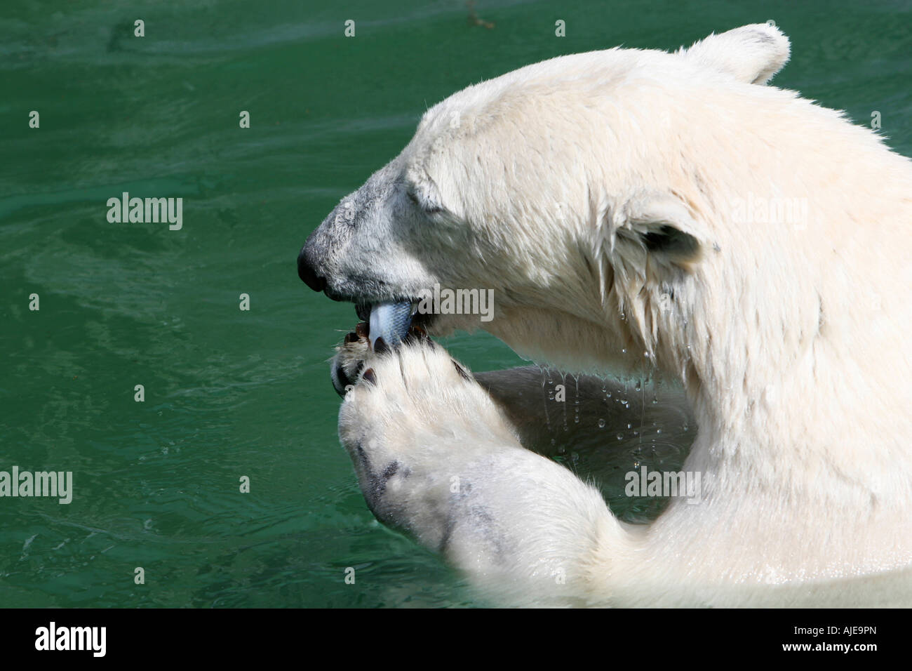 Big white polarbear in water eating fish Stock Photo - Alamy
