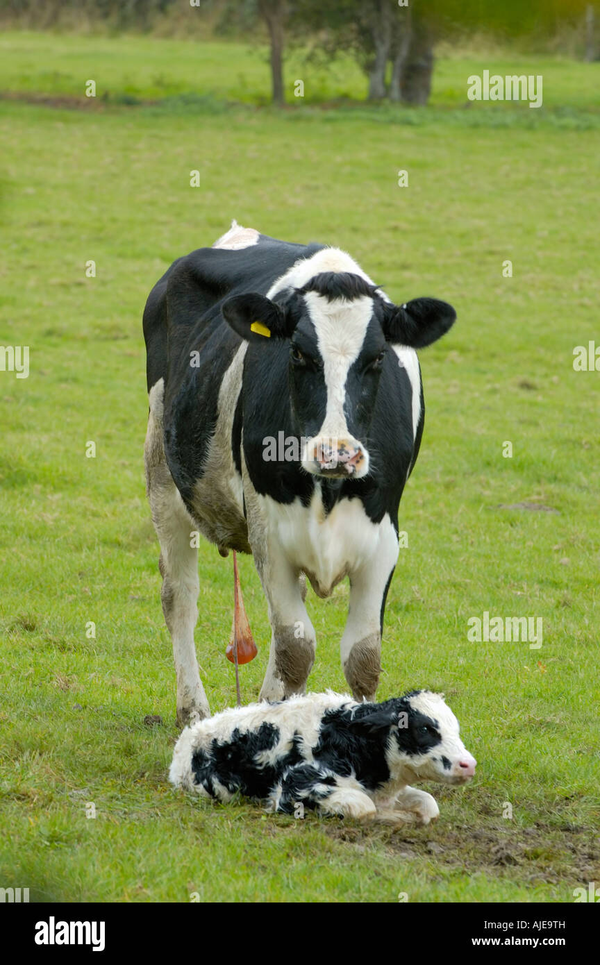 Cow with new born calf in field Stock Photo - Alamy