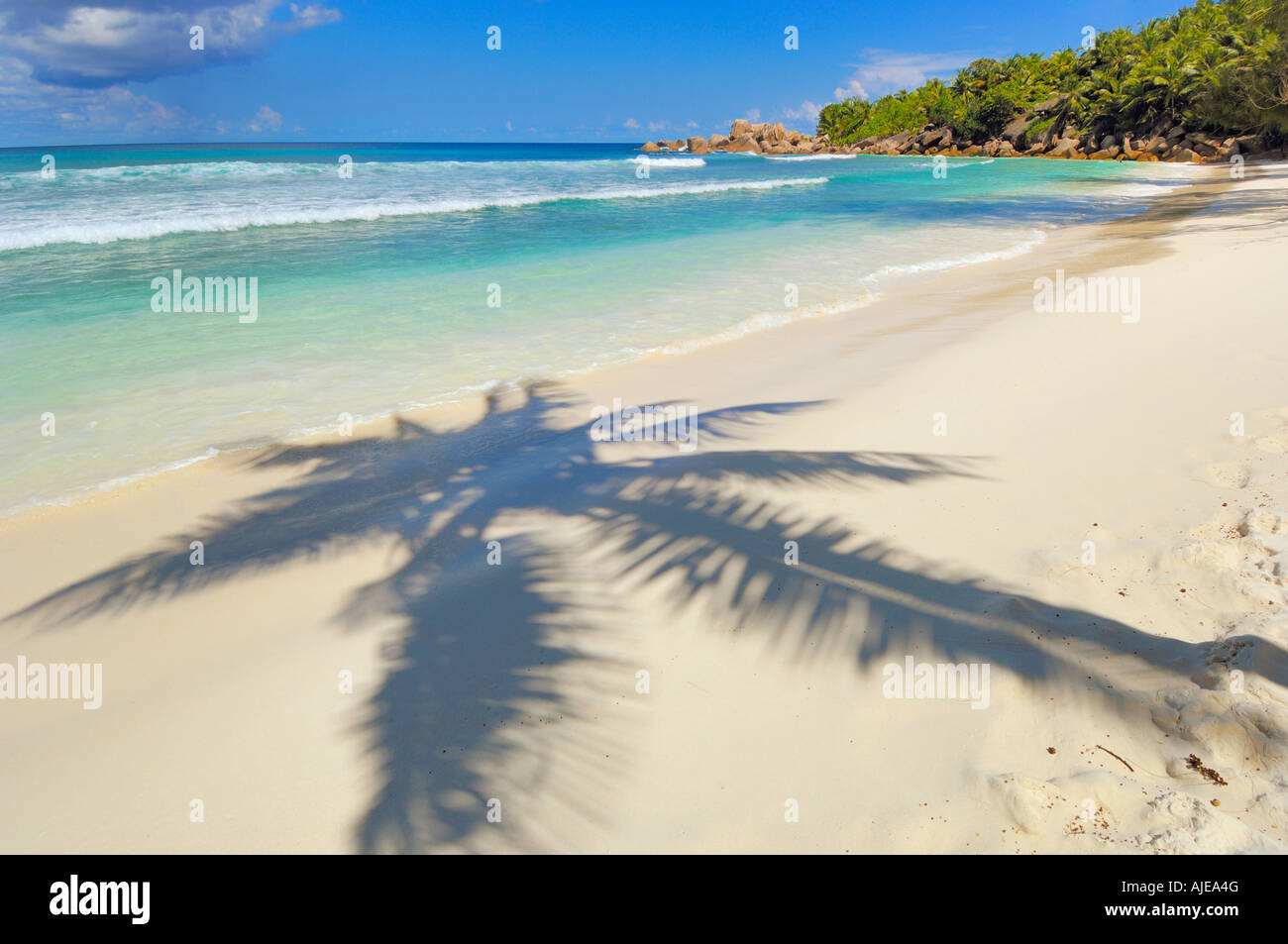 Shadow of palm tree over snow white tropical sandy beach Seychelles ...