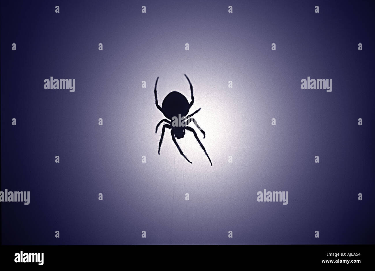 Spider on the window Stock Photo - Alamy
