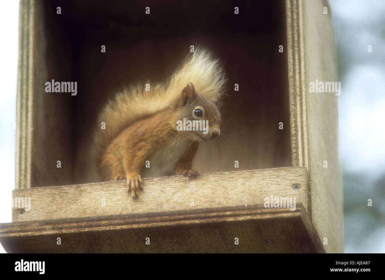 Squirrel feeding box hi-res stock photography and images - Alamy