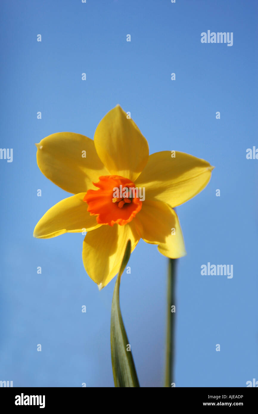 A single yellow daffodil set agains a blue sky Stock Photo - Alamy