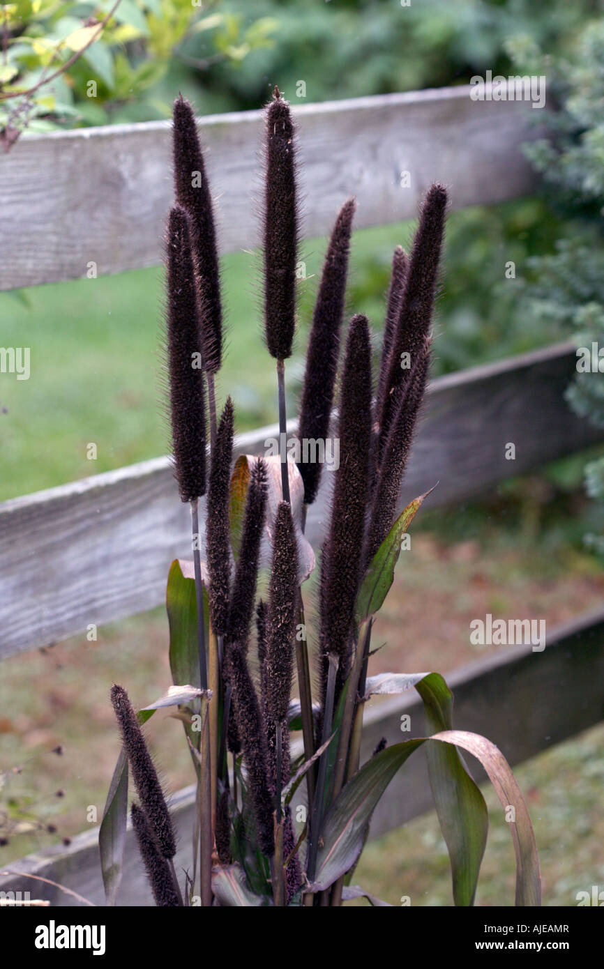 Autumn cattails by a fence Stock Photo - Alamy