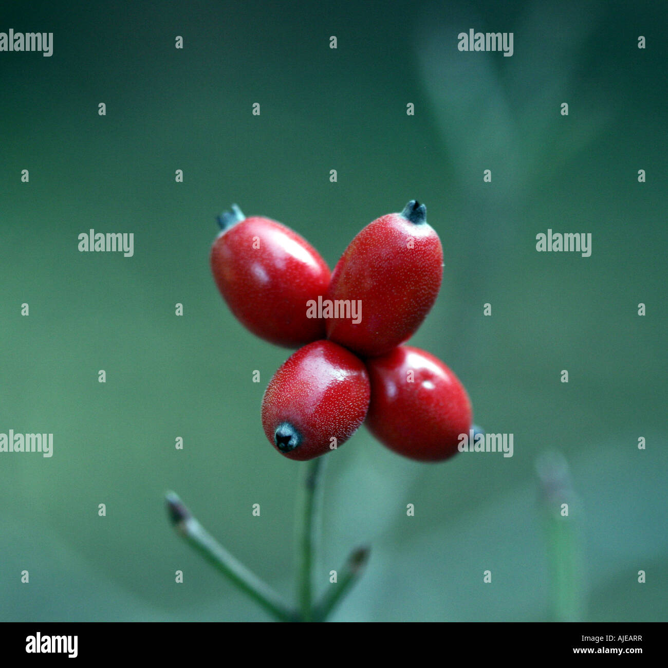 Cornus florida dogwood berries Stock Photo - Alamy