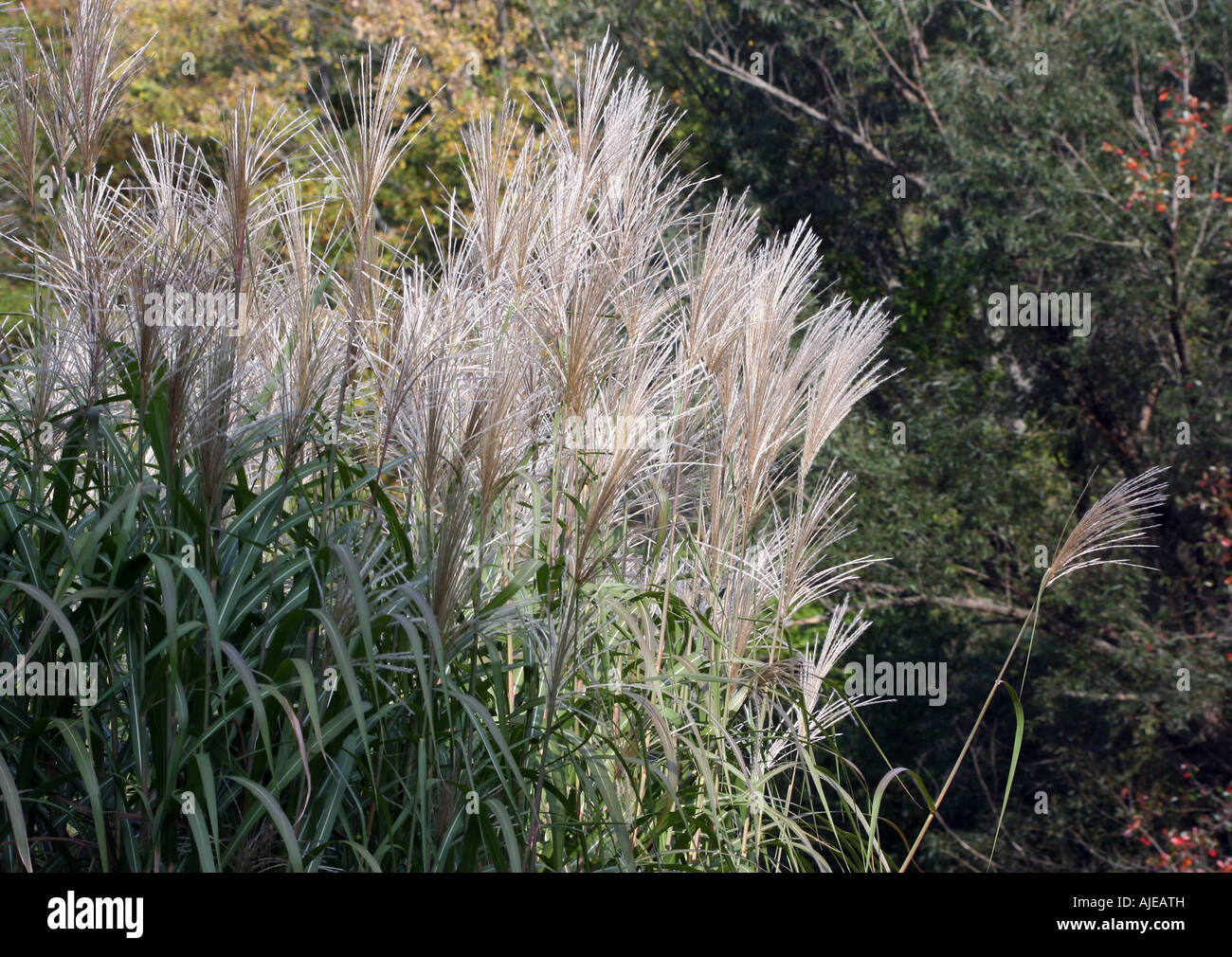Tall grass seeds hi-res stock photography and images - Alamy