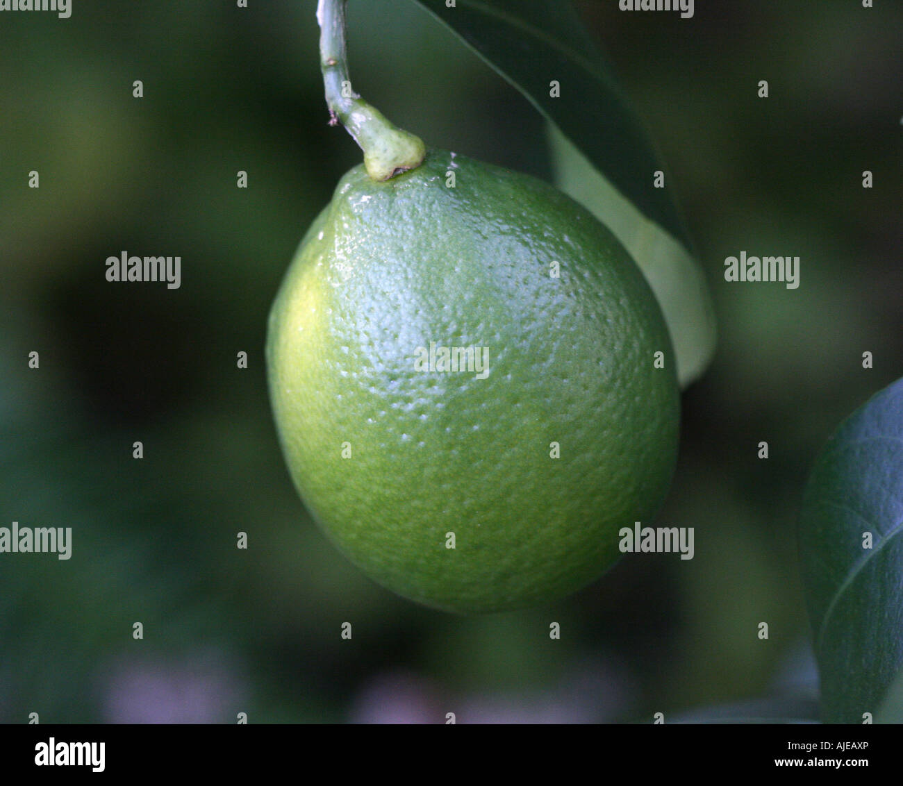 Lemon peel tree hi-res stock photography and images - Alamy