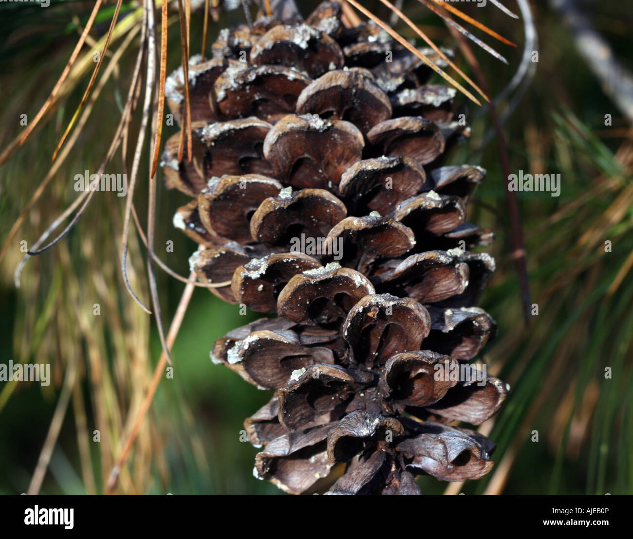 A close up of a pine cone Stock Photo - Alamy